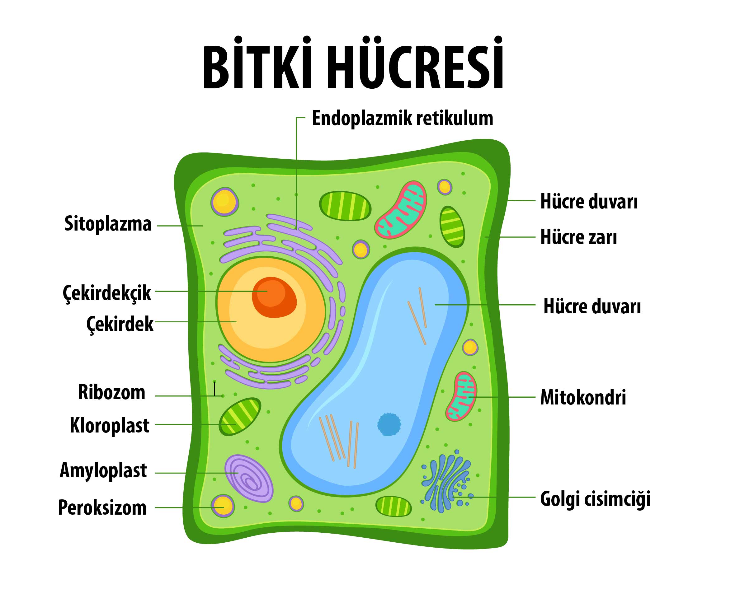 En Üst Sınıflandırma Taksonu Âlemler Kaça Ayrılır? Âlem Nedir? Bakteri ...